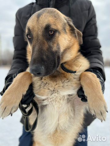 Айс - лапый, нежный, преданный пёс