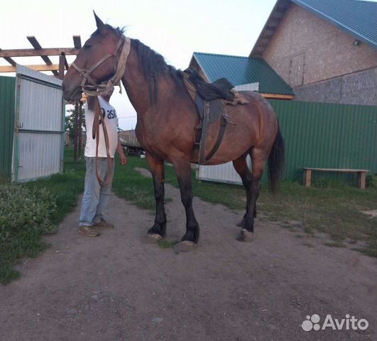 Кобыла тяжеловоз