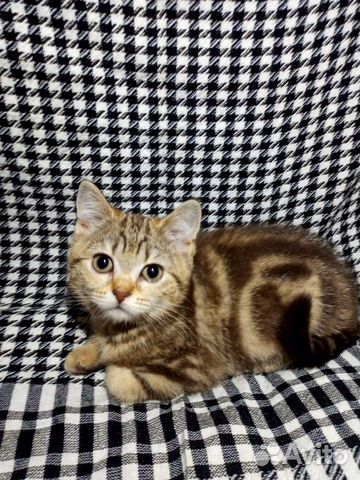 Британский котенок