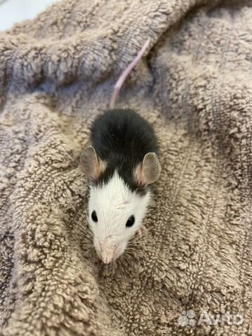 Крысята Дамбо с треугольничком на носу и клеткой