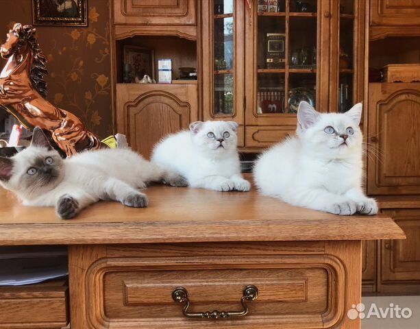 Шотландские котята