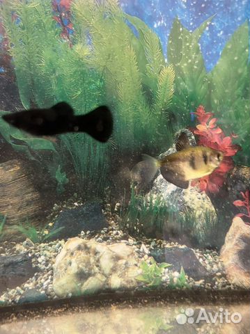 Аквариумные рыбки отдам бесплатно