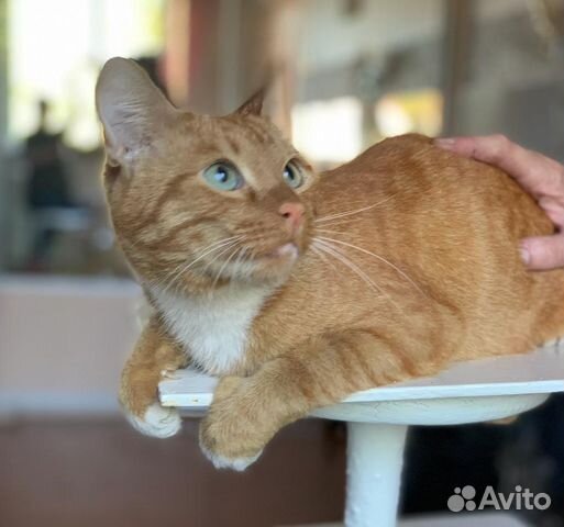 Кошки бесплатно