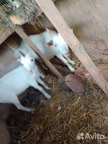 Козел и коза