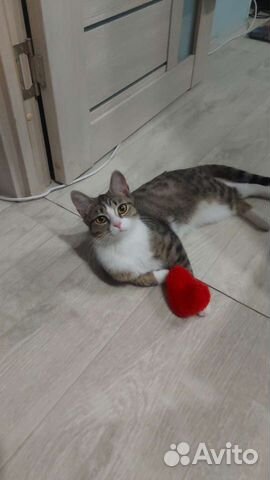 Кошка в дар бесплатно