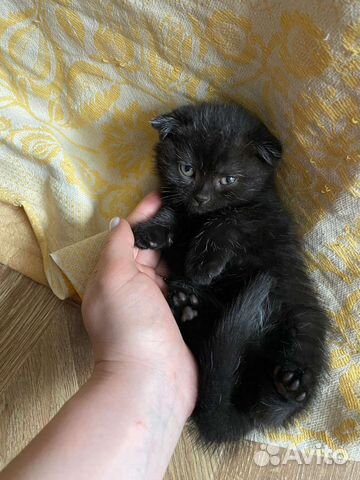 Котята британчики