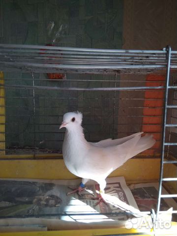 Серб голубка