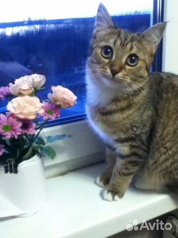 Кошечка ищет семью