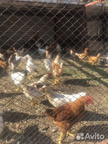 Несушки 1мес,3мес-4,5мес