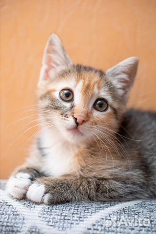 Котенок девочка в добрые руки