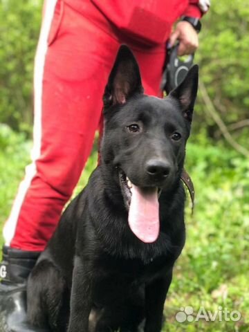 Красота страшная сила, добрый молодой пес Выча