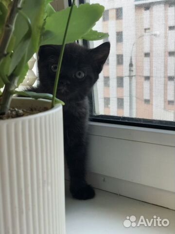 Черный супер-котенок