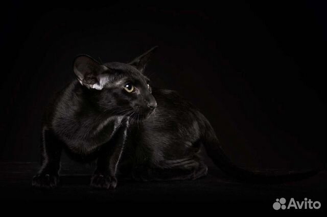 Ориентальные котенок, черный как уголёк