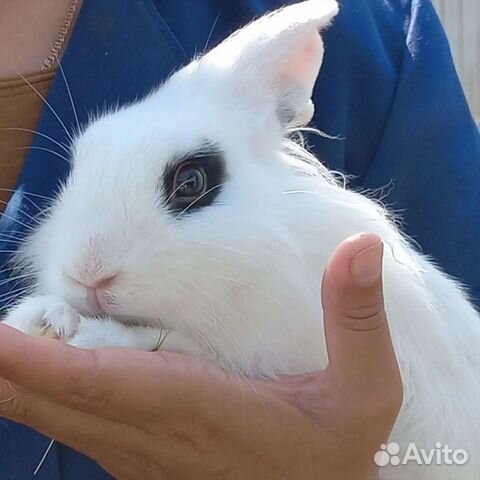 Декоративные кролики