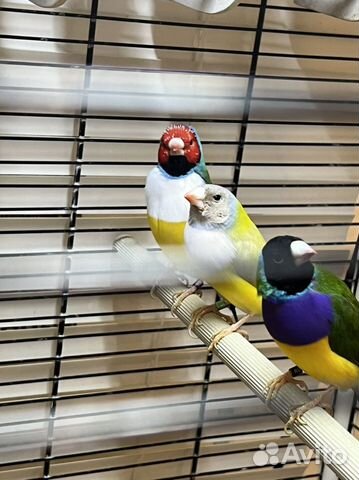 Птицы Гульды