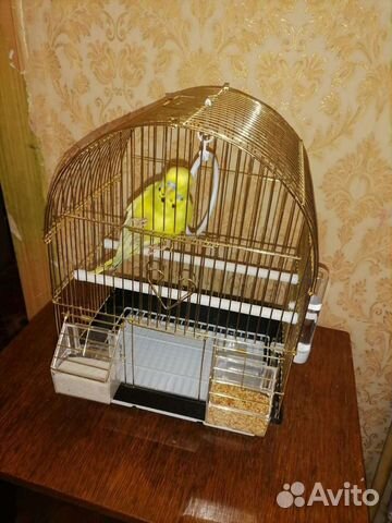 Попугай с клеткой