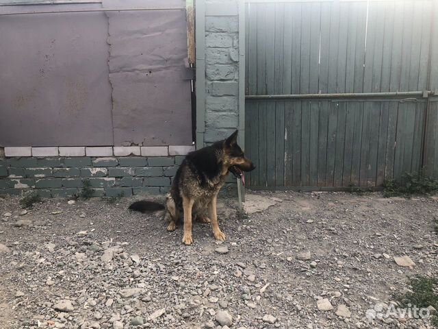 Немецкая овчарка