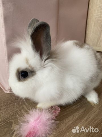 Декоративный кролик