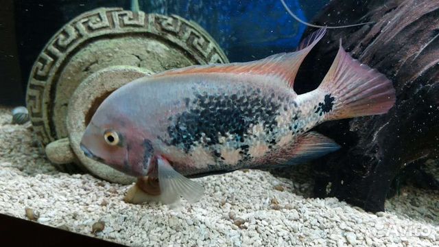 Продам рыбу.Вьеха