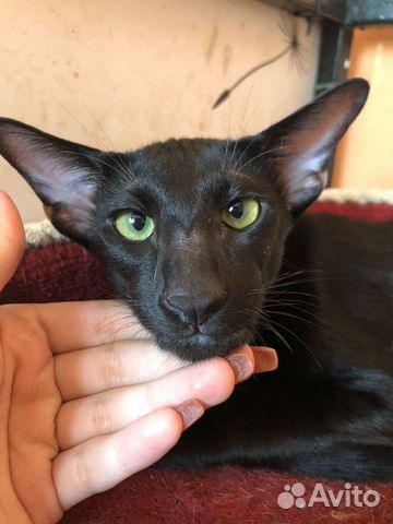 Ориентальные прекрасные производители