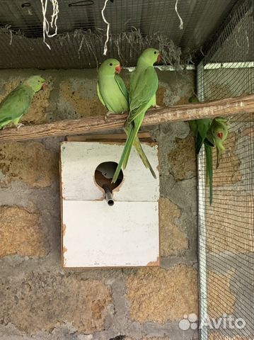 Ожереловый попугай птенцы
