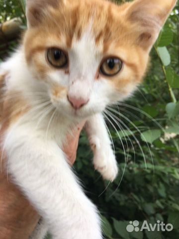 Котенок