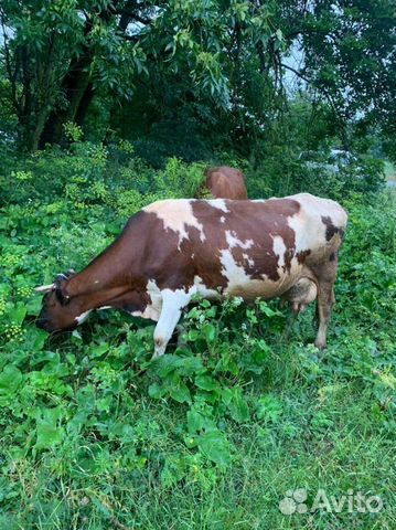 Корова дойная