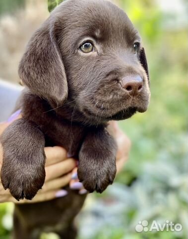 Щенки шоколадного лабрадора ретривера