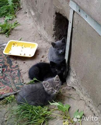 Красивейшие Котята