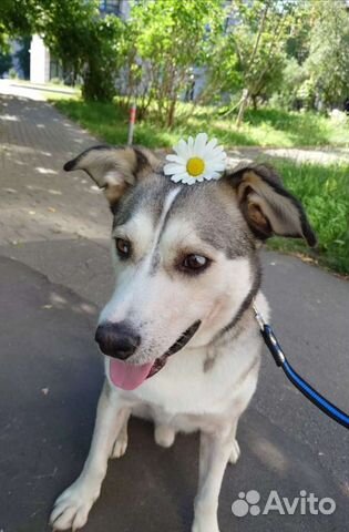 Пес с хорошим поведением. Стич