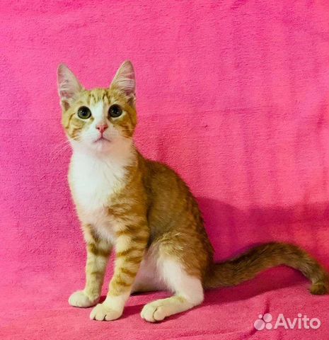 Котенок