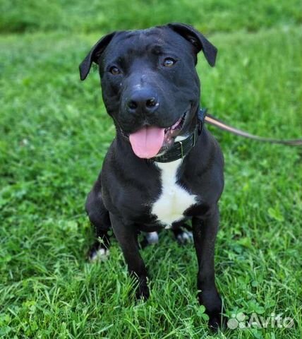 11 месячный питбуль ищет дом