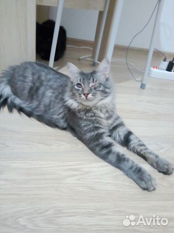 Слепой котик Чуча