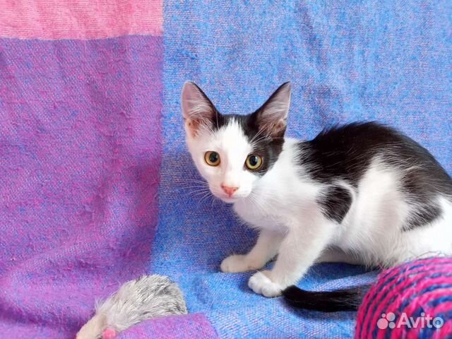 Котенок в добрые руки