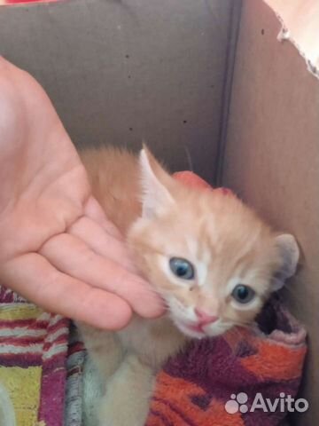 Рыжий голубоглазый котенок, мальчик