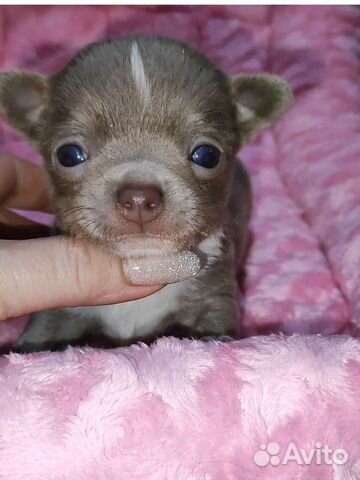 Чихуахуа mini мальчик