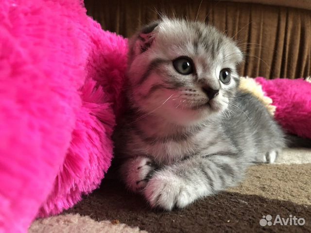 Шотландские котята