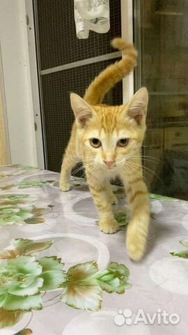 Котенок в добрые руки