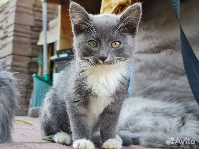 Кошка Маша