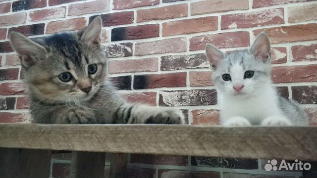 Шотландские котята 2 месяца