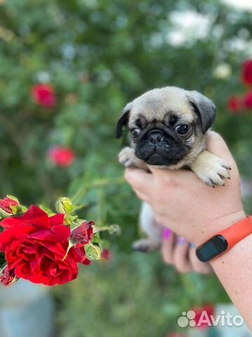 Щенки мопса сладкие плюшки