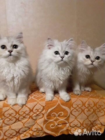Персидская шиншилла