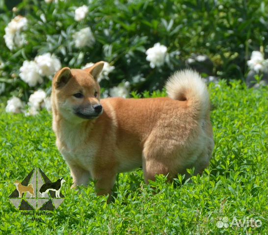 Продам щенков сиба ину