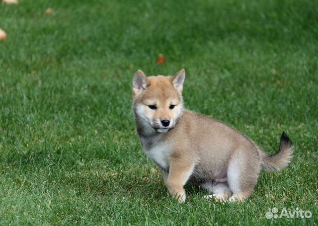 Сиба шиба ину, маленький самурайчик