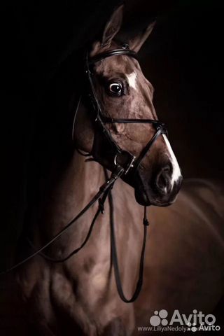 Продается Вороная Кобыла