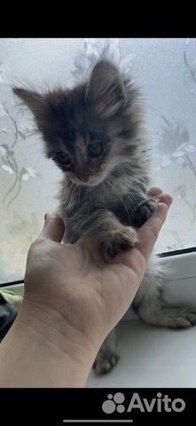 Котята