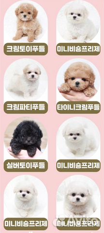 Мини собачки