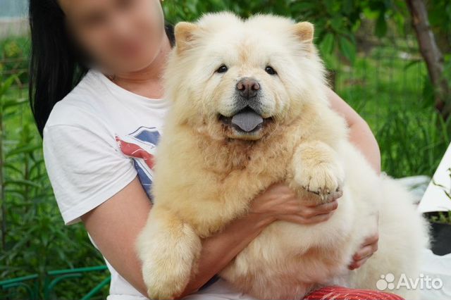 Кремовая девочка чау-чау