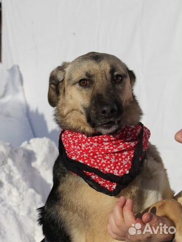 Октавия попала в приют ещё щенком