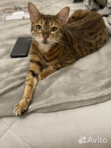 Бенгальская кошка,в добрые руки